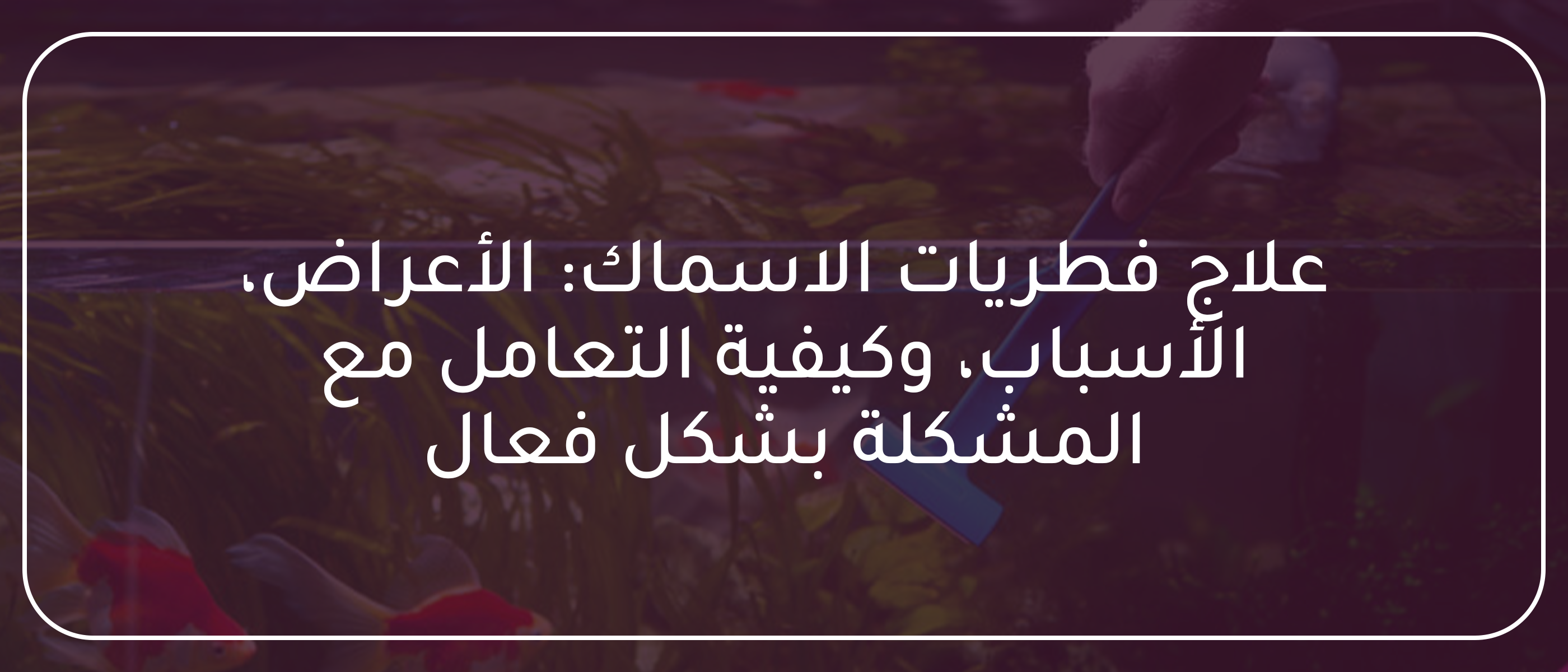 علاج فطريات الاسماك: الأعراض الأسباب وكيفية التعامل مع المشكلة